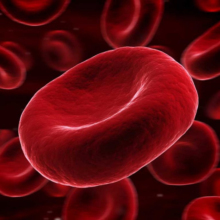 2019 NCCPA PANCE Content Blueprint Updates | The Physician Assistant Life